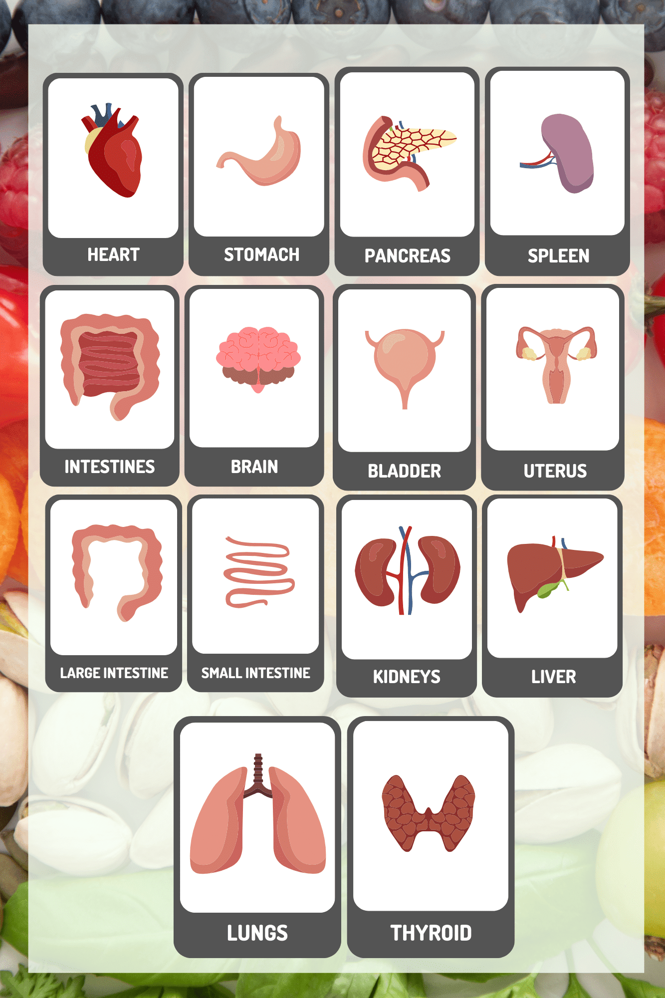 Body Organs Classroom Instructional Posters Ebencuts