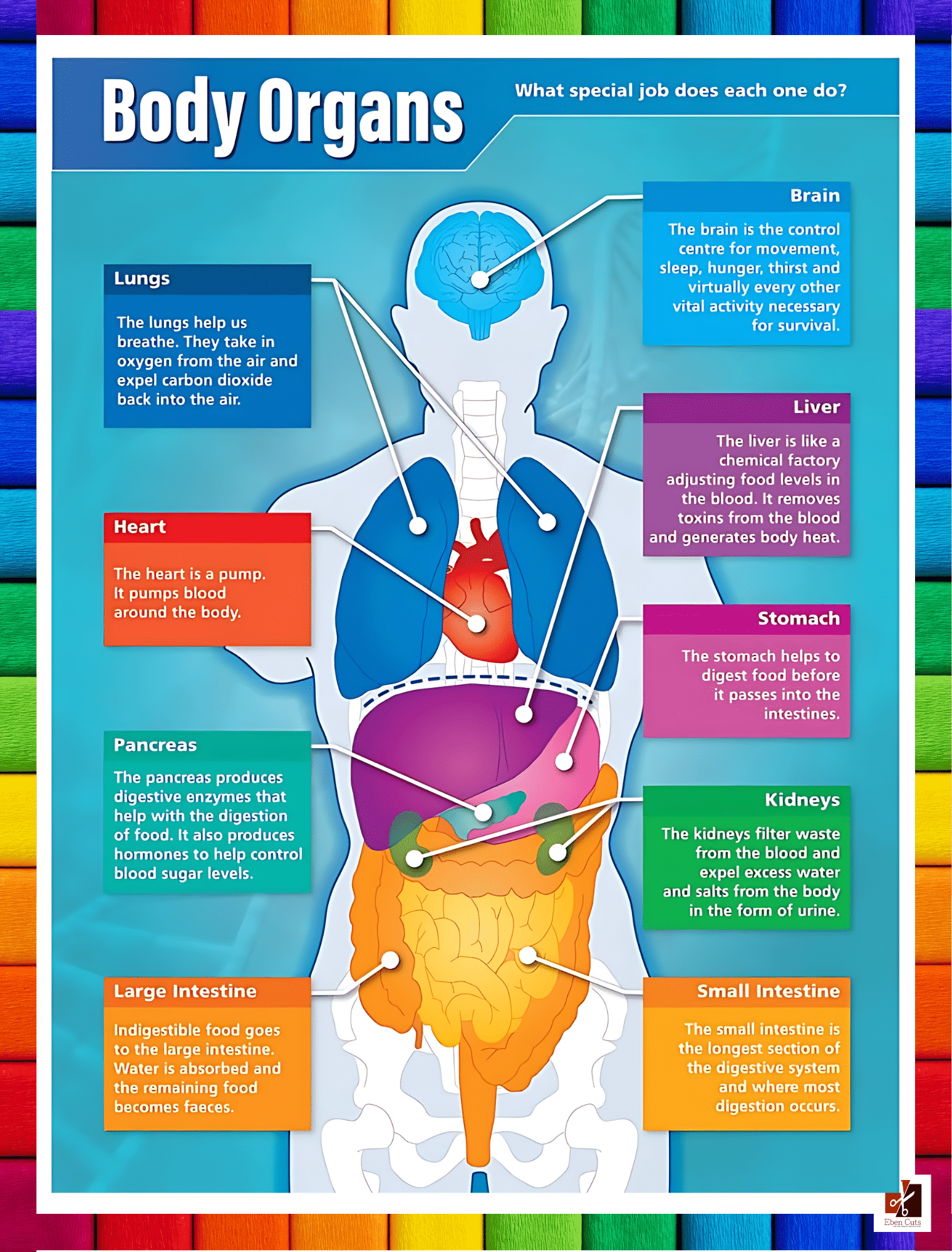 “Body Organs” – Primary instructional Poster - ebencuts